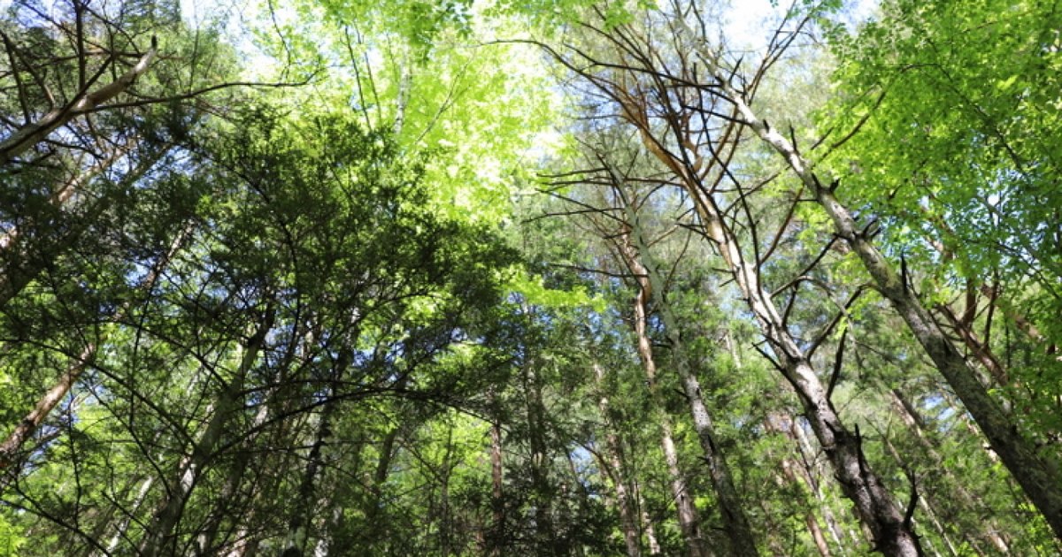 Feţele Albe şi pădurea din jurul aşezării dacice | adevarul.ro