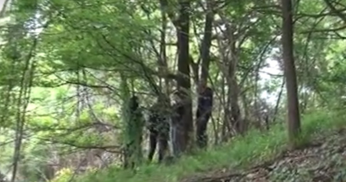 Sinucidere după întâlnirea cu fosta soţie: s-a urcat într-un copac, şi ...