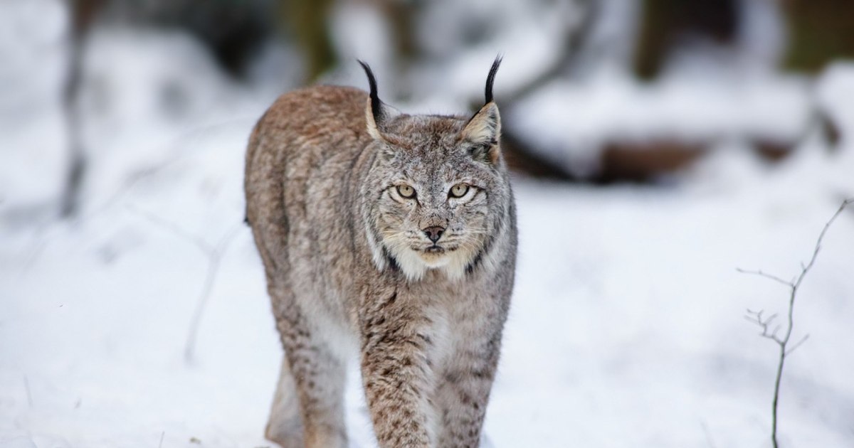 VIDEO Imagini foarte rare cu un râs care-şi mănâncă prada. Filmarea ...