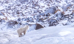 Trucul știut doar de grădinarii experimentați. De ce se pune pastă de ...