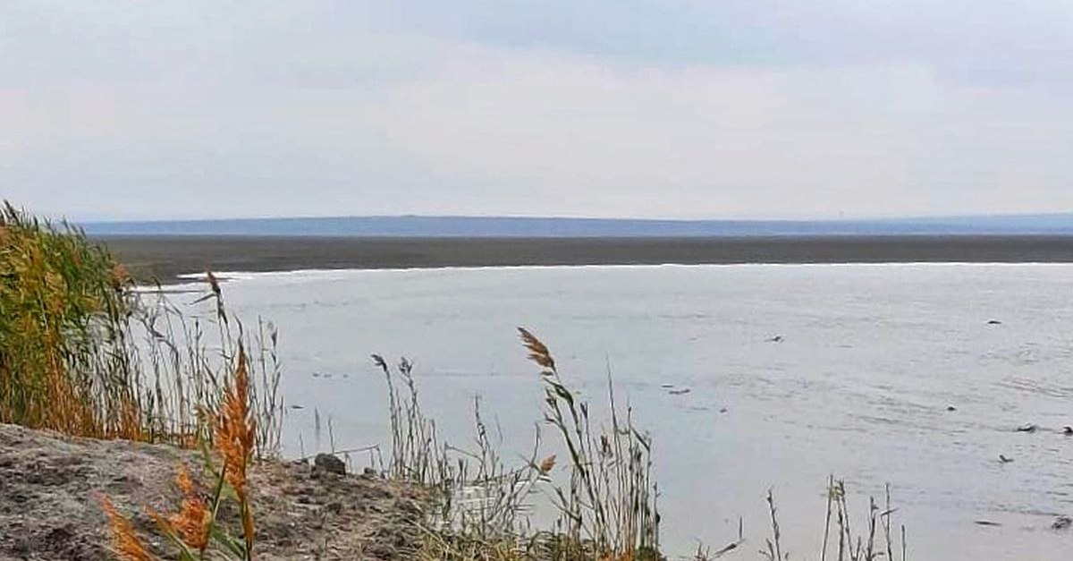 Sute de păsări rare în România au poposit pe lacul Nuntași. Oamenii ...