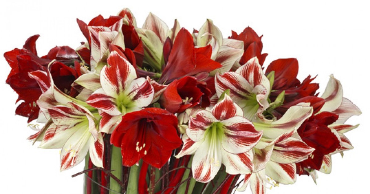Îngrijirea crinilor în ghiveci: cum ai grijă de Amaryllis, floarea ...