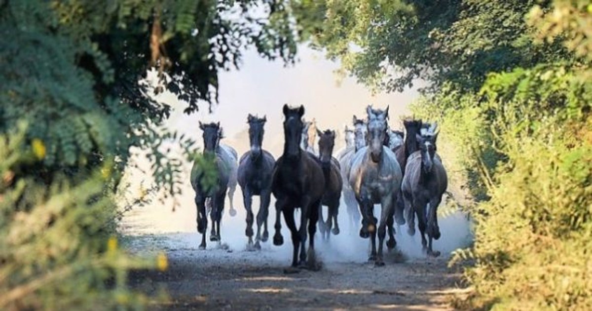 FOTO Cea mai mare herghelie de lipiţani din lume este în Ţara ...