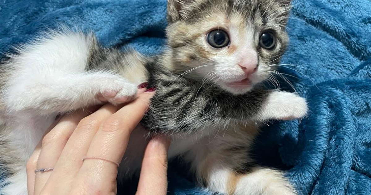 Soarta animalelor abandonate stă în mâinile noastre – Iată cum poți ...