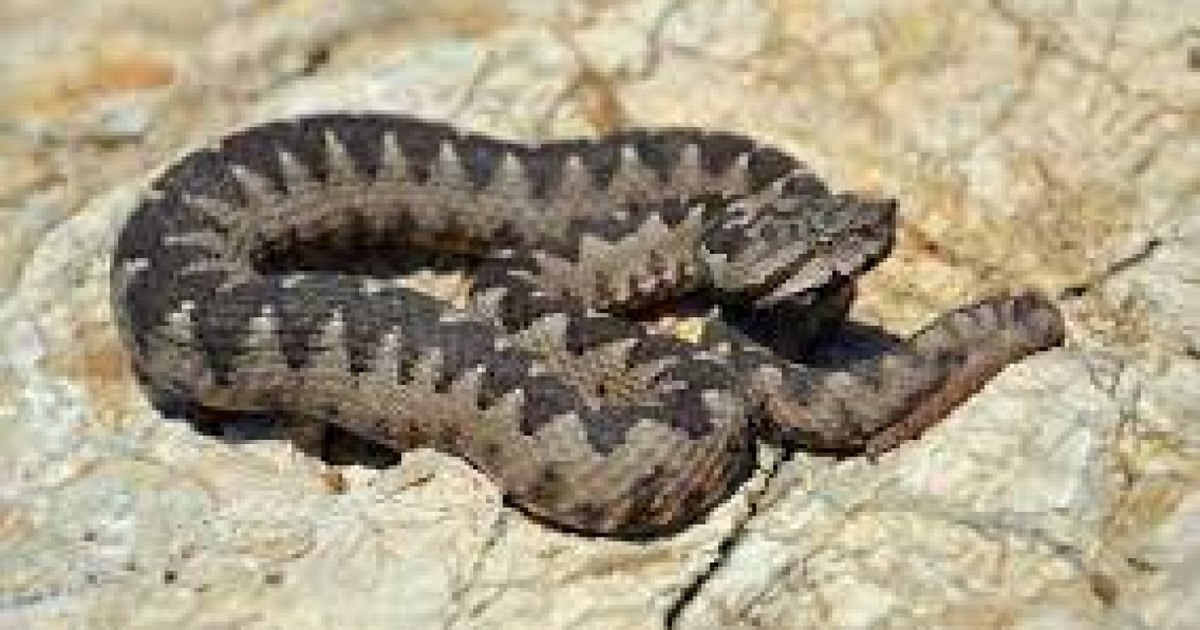 Viperă periculoasă, filmată într-o pădure din România. Este cea mai ...