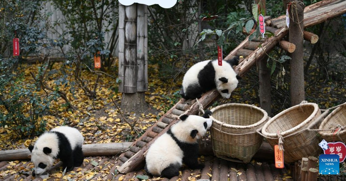 Imagini inedite. Treisprezece pui de panda uriaș, prezentați în ...