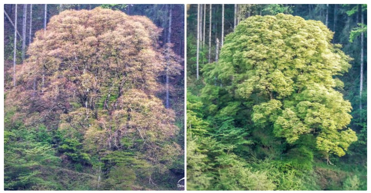 Unde se găsește arborele legendar din România care este „verde” și ...