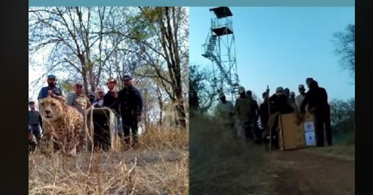 India reintroduce ghepardul pe teritoriul său după 70 de ani. Două ...