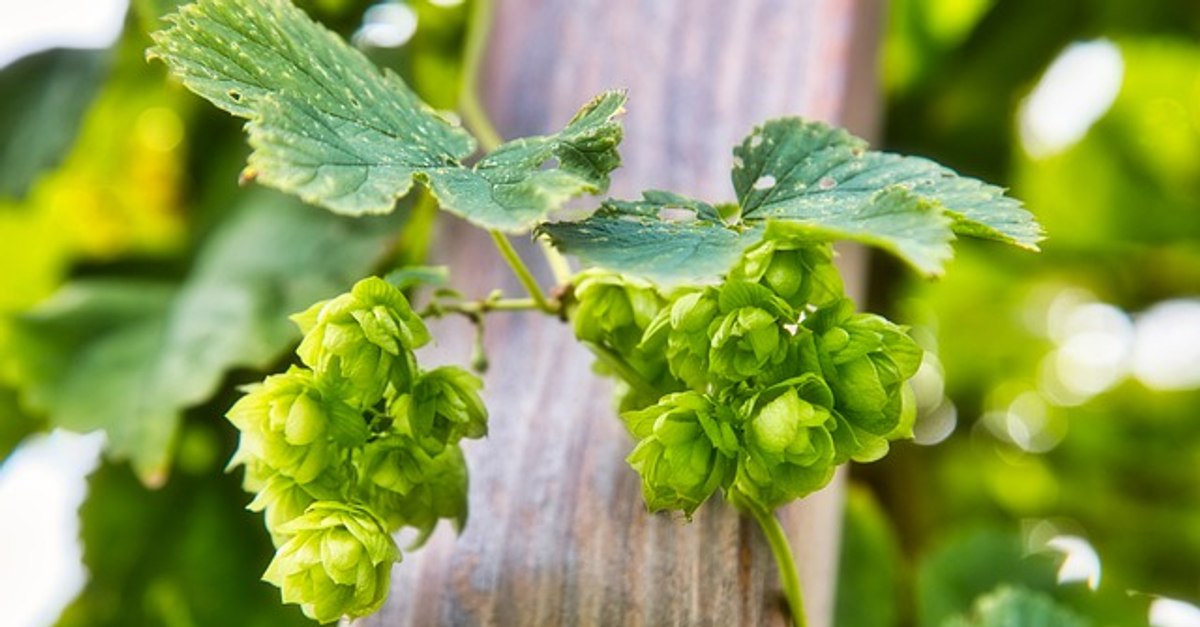 Hameiul, “aurul verde” din natură, planta cu acțiune sedativă, tonică ...