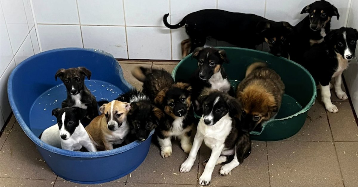 Câinii din România, adorați de străini. Zeci de mii de animale sunt ...