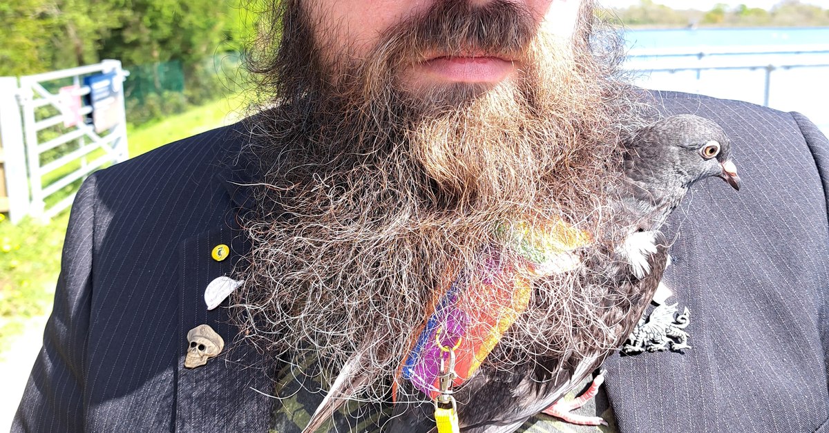 El plimbă porumbelul în lesă! Pasărea Bobbi doarme în barba lui