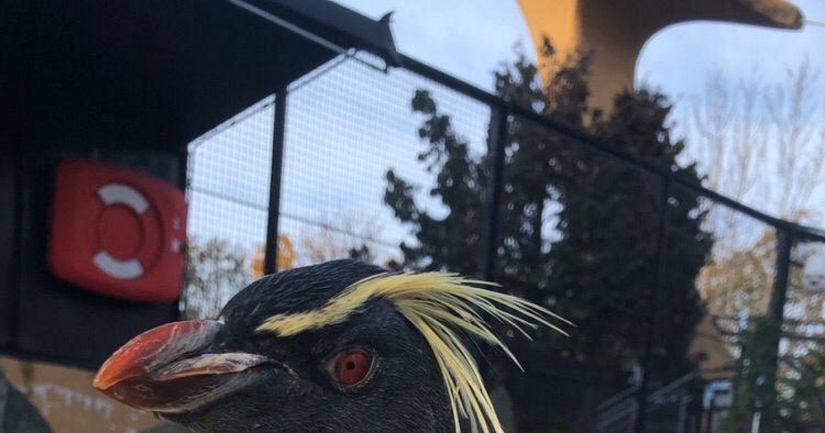 Cel mai bătrân pinguin de la Edinburgh Zoo, ucis de o vulpe | adevarul.ro
