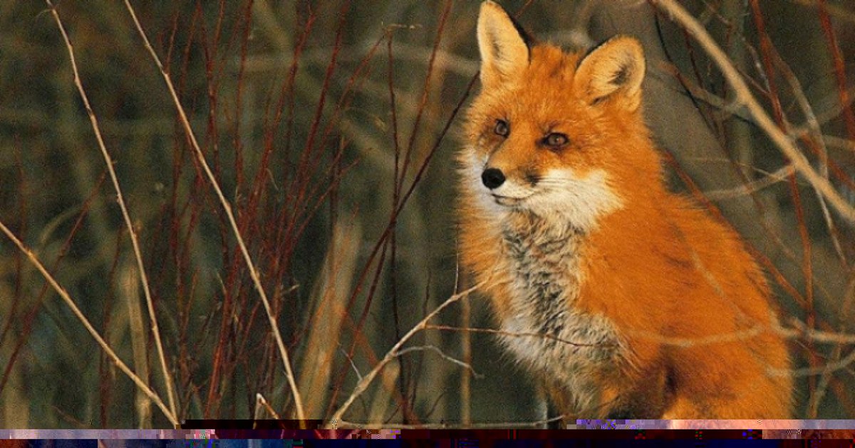 Se deschide sezonul de vânătoare de vulpi şi prepeliţe | adevarul.ro