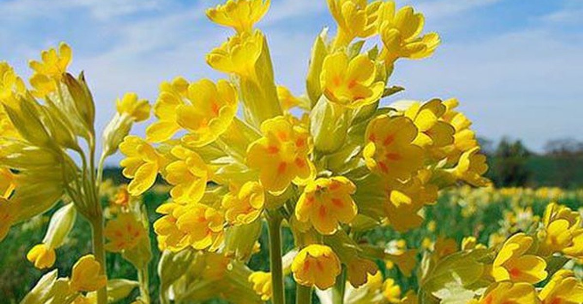 Ciuboţica-cucului, planta-minune de ajutor în crizele de tuse seacă