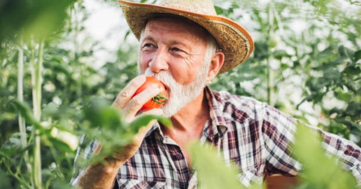 Cu ce trebuie să stropești roșiile pentru a crește mari și gustoase ...