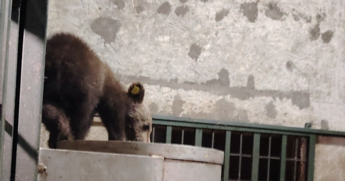 Primele imagini cu puiul ursoaicei ucise pe Transfăgărășan. „E ...