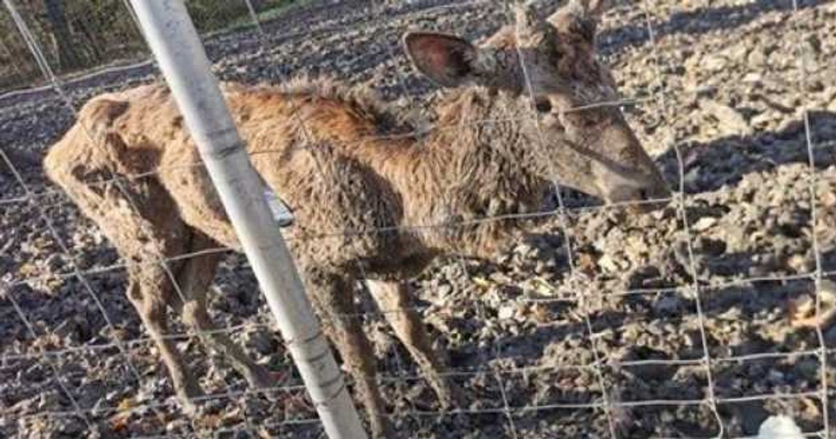 A murit cerbul bolnav de la Grădina Zoo din Timişoara. Dominic Fritz ...