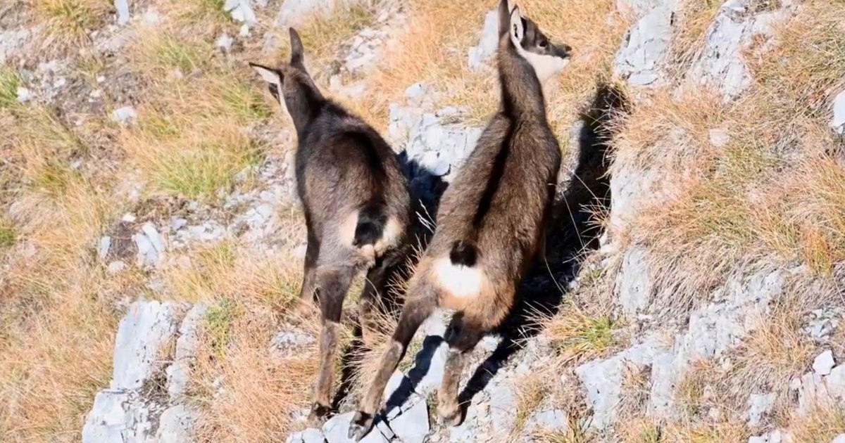 Caprele negre stăpânesc stâncile din Retezat. Imagini rare cu doi iezi ...