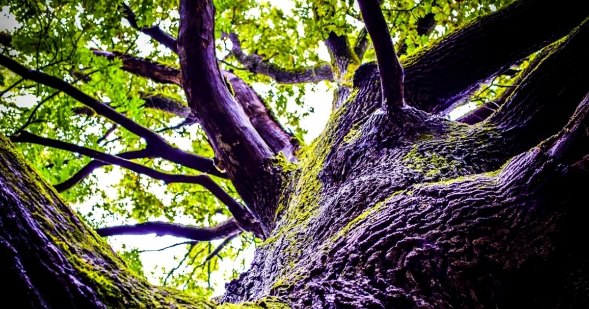 Cel mai bătrân copac din Prahova. Arborele se află la doar 20 kilometri ...