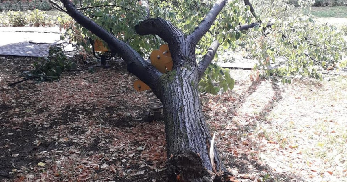Doi copaci ce păreau sănătoşi au căzut în parcurile Herăstrău şi ...