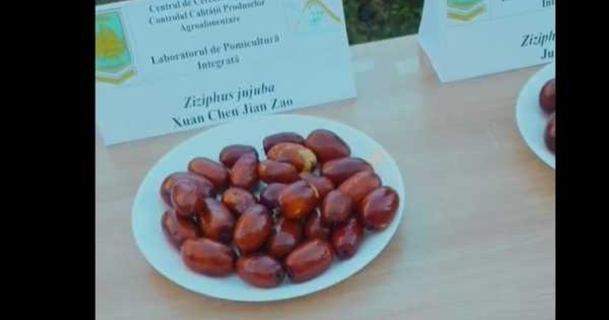 Fructe rare precum kiwi, smochin şi rodie, cultivate la Universitatea ...