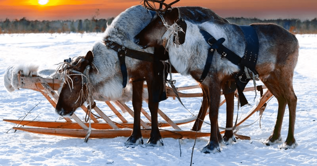 Ce nu ştiai despre reni