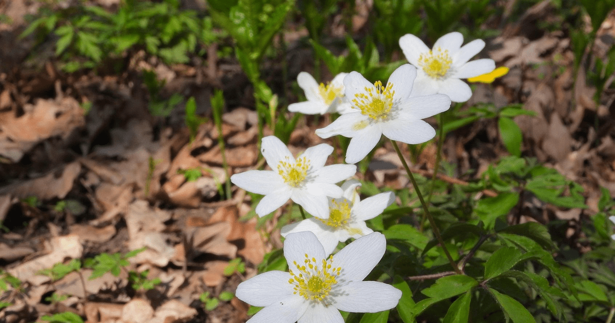 Floarea Paștelui: simbol și motiv decorativ în arta încondeierii ouălor