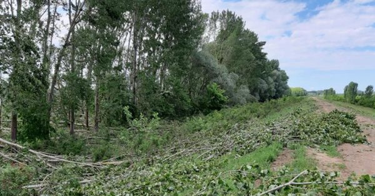 Pădurea de plop de pe malul Dunării, puternic afectată de furtună ...