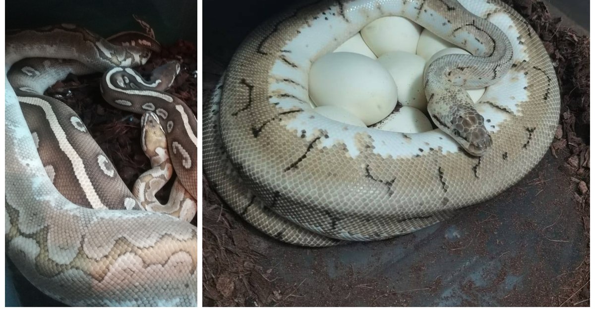 Cazul pitonilor de la tomberon, din Oradea. Proprietarul a avut ...