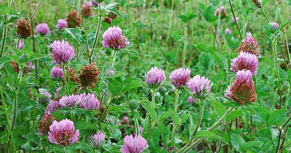 Trifoiul luptă cu răcelile şi întăreşte imunitatea