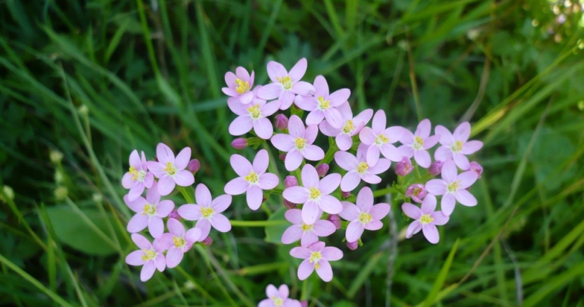 Ţinatura sau „Iarba de aur“, leac natural pentru obezitate. Cui este ...