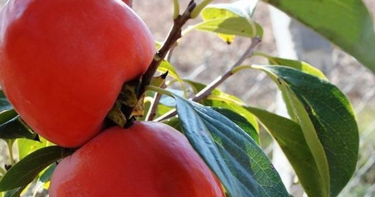 Kaki, fructul exotic care va fi cultivat şi în România. „Schimbările ...