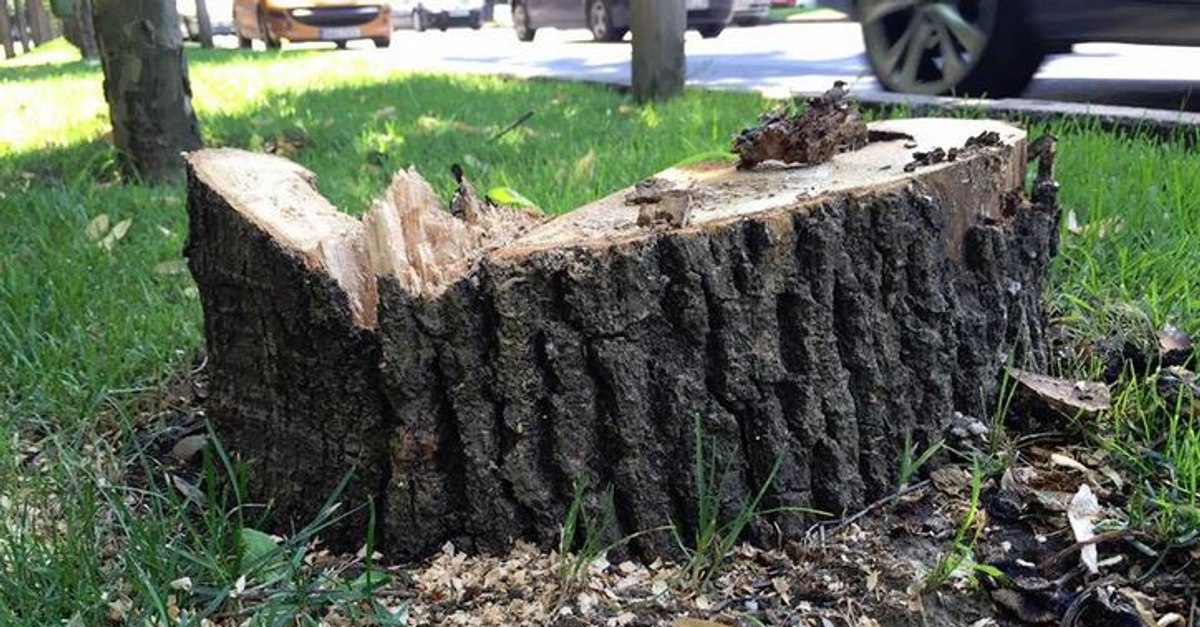 De câte luni au nevoie edilii din București să taie un pom uscat