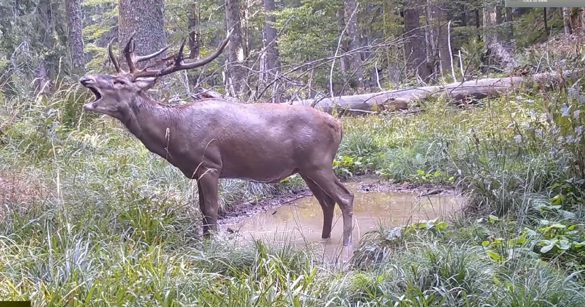 Imagini inedite cu un cerb, surprinse în Retezat. „Ne facem frumoși pentru doamne” | adevarul.ro