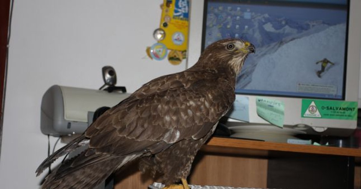 A adoptat un uliu şorecar | adevarul.ro