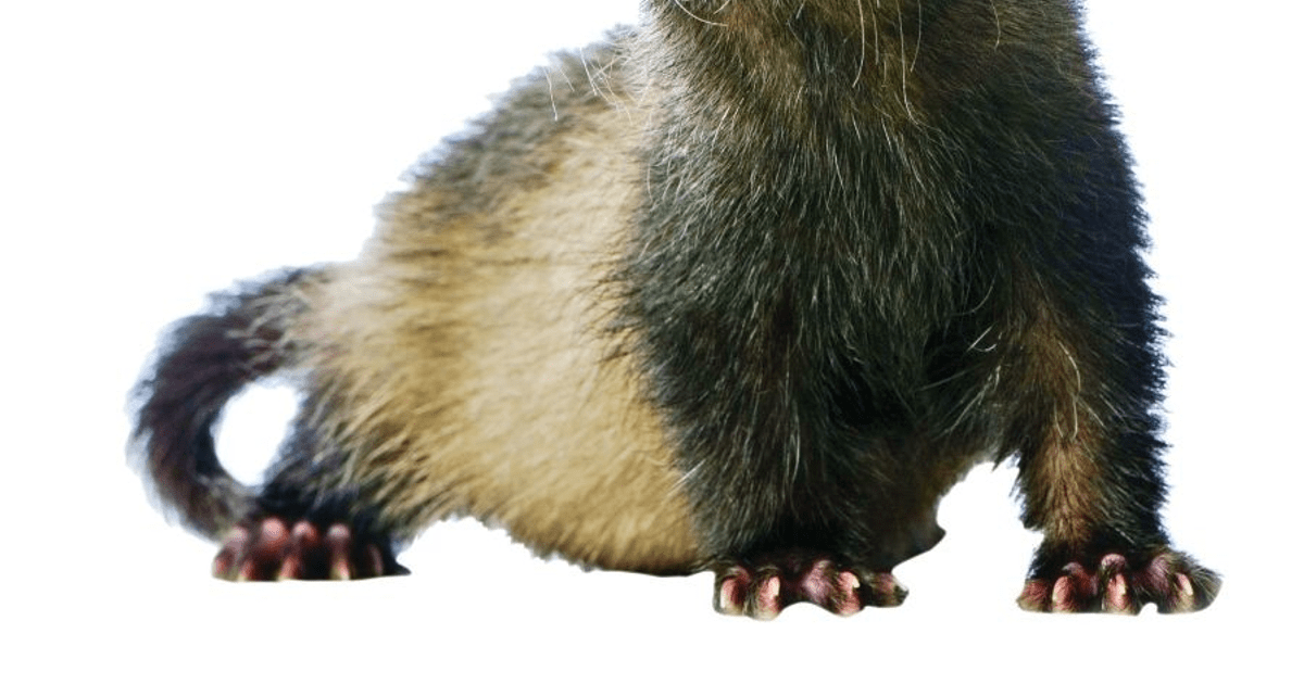 Dihorul, un animal foarte curios