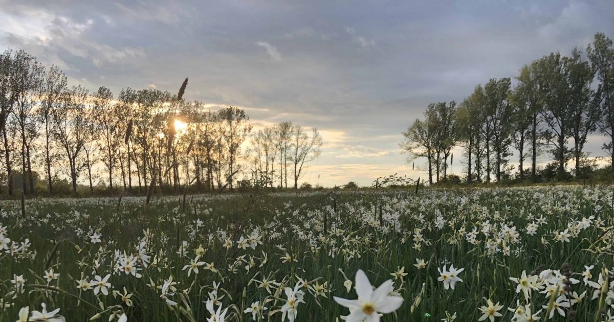 Festivalul narciselor de la Vad: românii nu mai pleacă acasă cu brațele ...