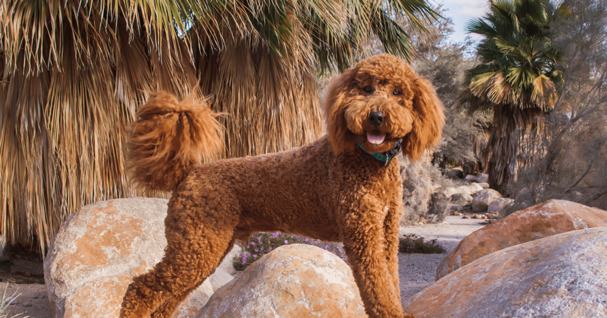 Labradoodle, cel mai vesel căţel. Îi plac familiile active