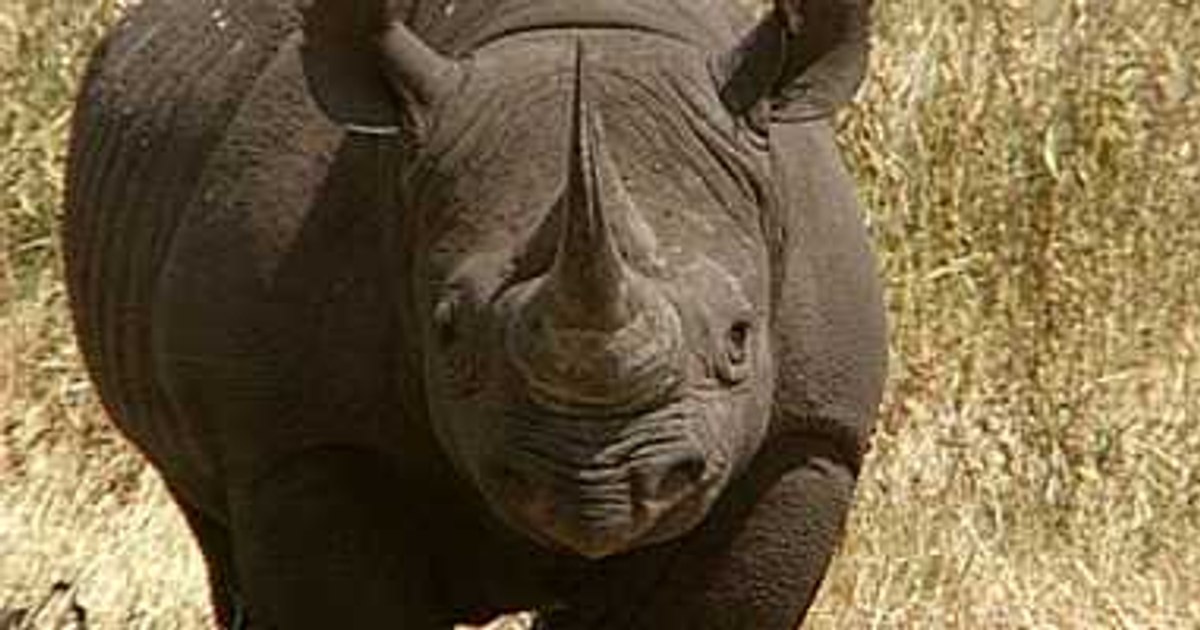 Peste 24.000 de specii de animale şi plante sunt pe cale de dispariţie ...