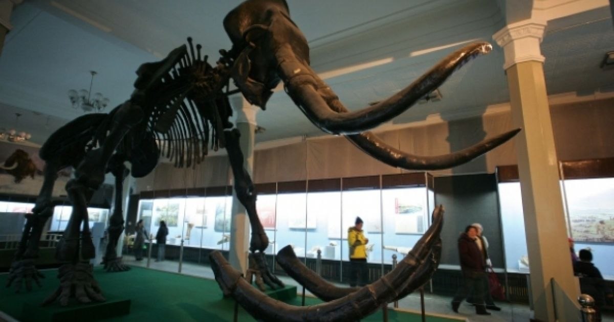 Un schelet de mamut siberian, vândut la licitaţie cu 240.000 de euro ...