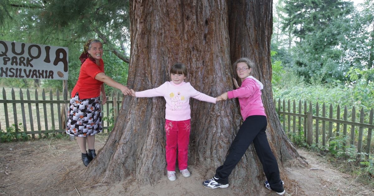 Doi copaci din Cluj luptă pentru titlul de „Arborele Anului“ | adevarul.ro