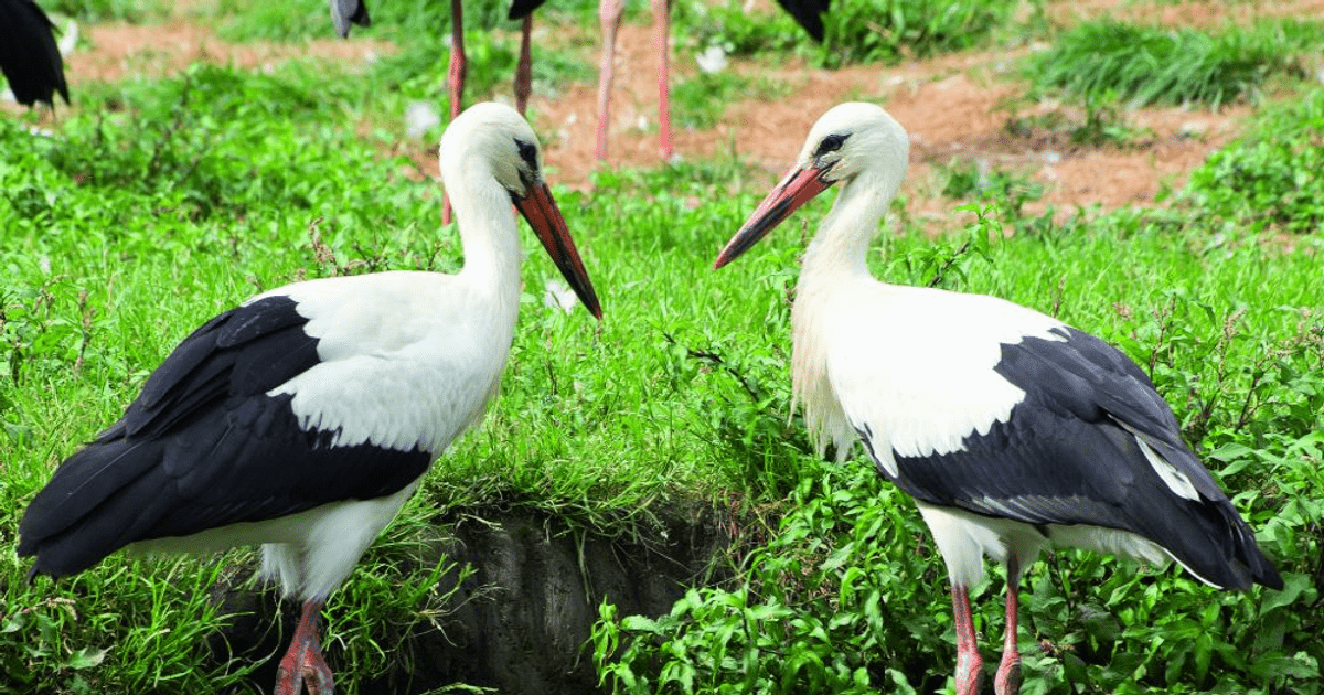 Tot ce nu ştiai despre cocori