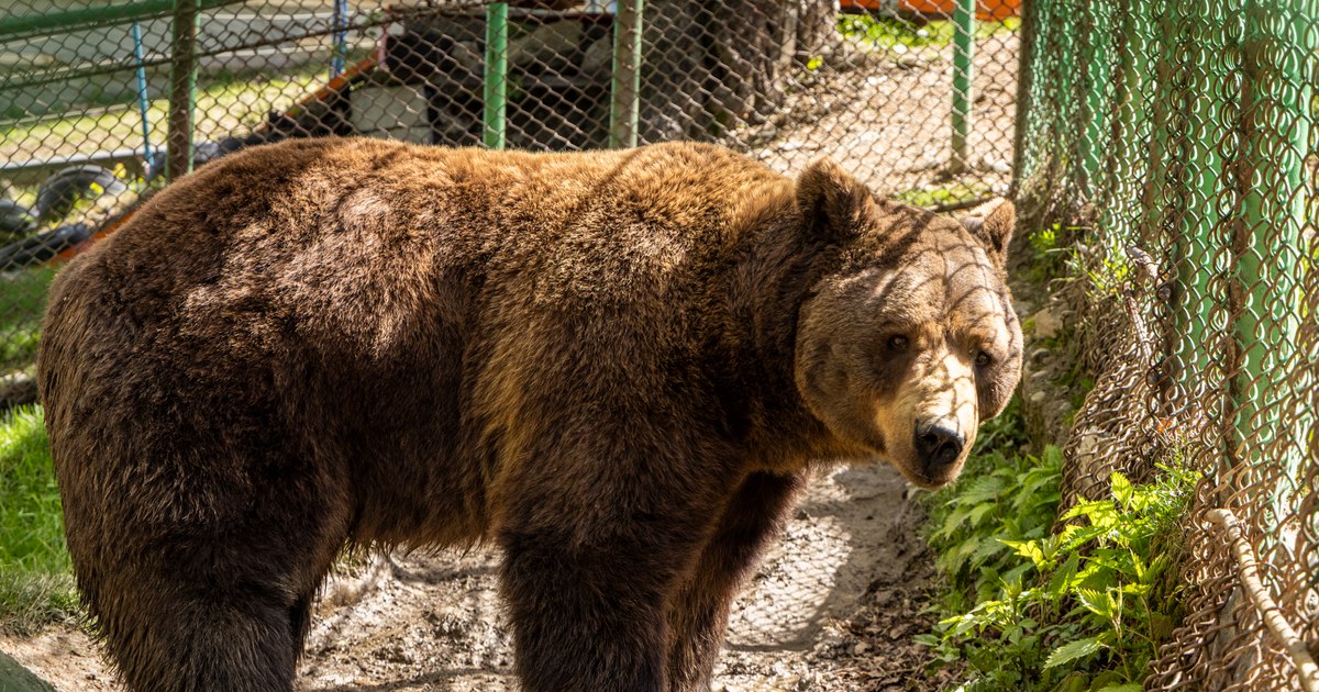Salvați-l pe Baloo! World Animal Protection și sute de mii de oameni ...