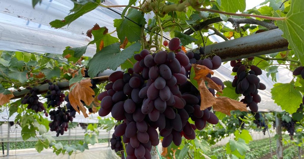 Primii struguri din recolta 2023, produși în solar, gata să ajungă la ...