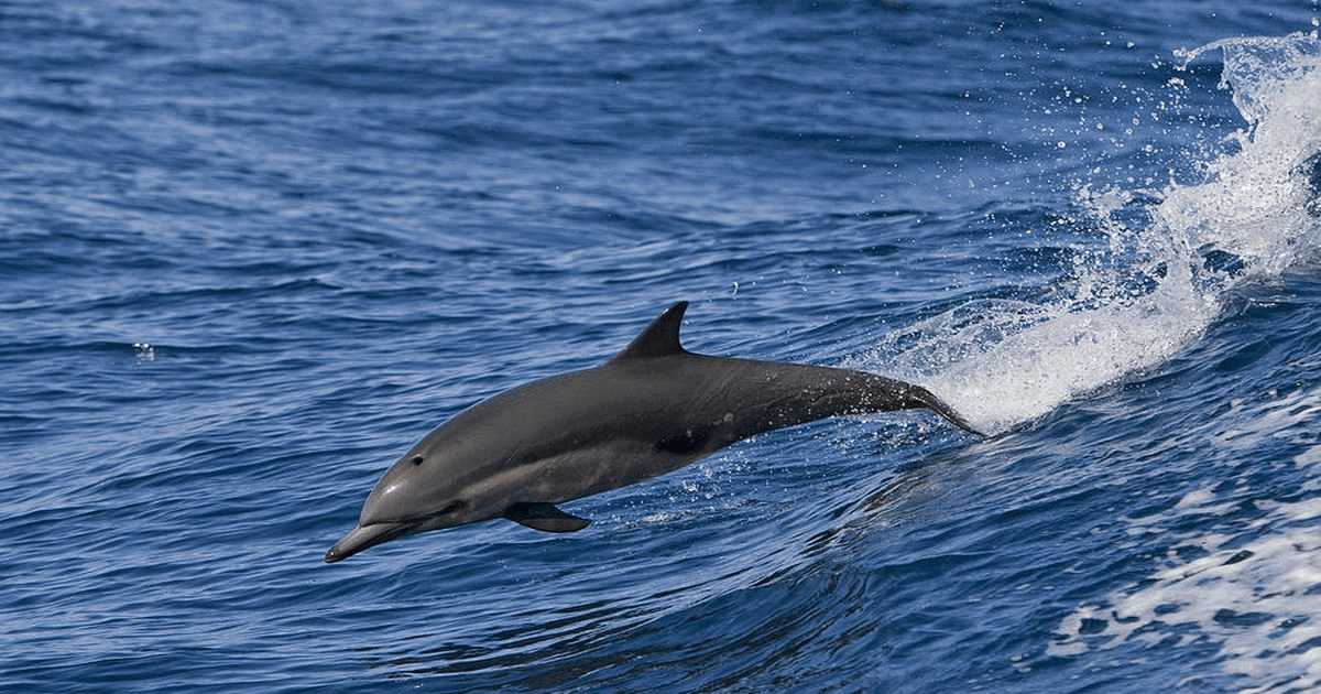 Top 5 animale frumoase, dar periculoase