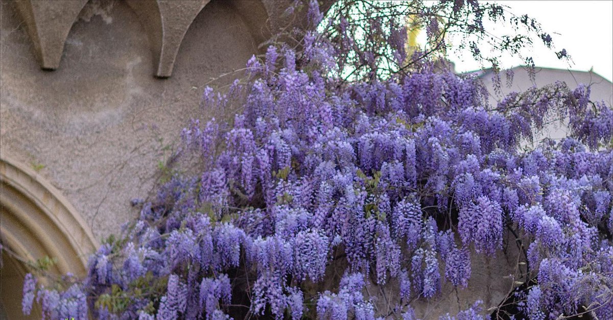 A apărut Glicina Magnifică. Imagini cu noua vedeta care împodobește ...