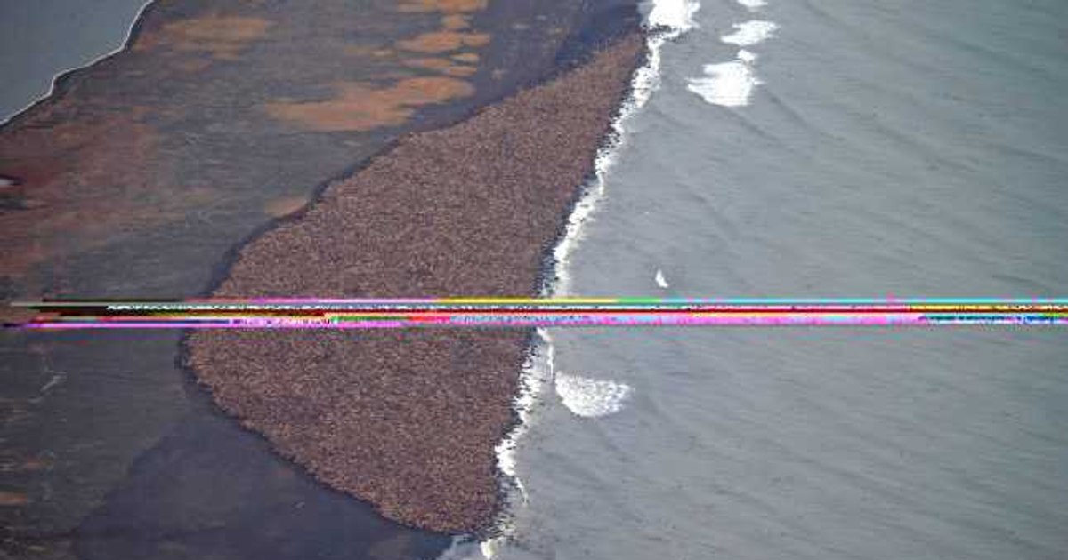 Imaginea spectaculoasă a încălzirii globale - morsele invadează o plajă ...