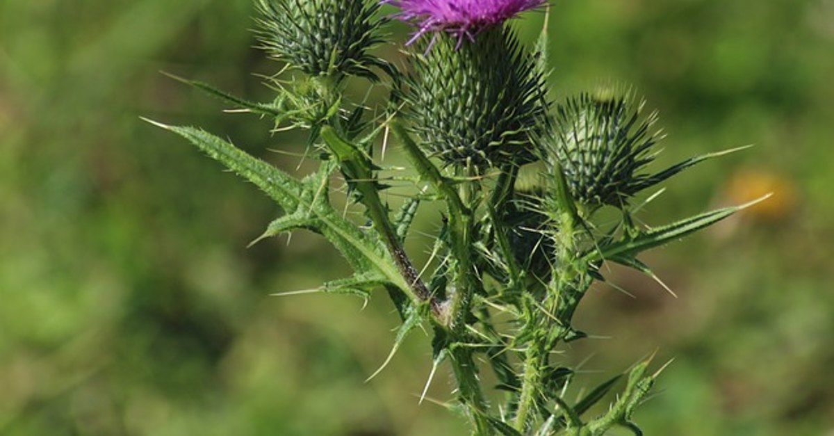 Ceaiul de ghimpe, un remediu eficient pentru problemele cu prostata