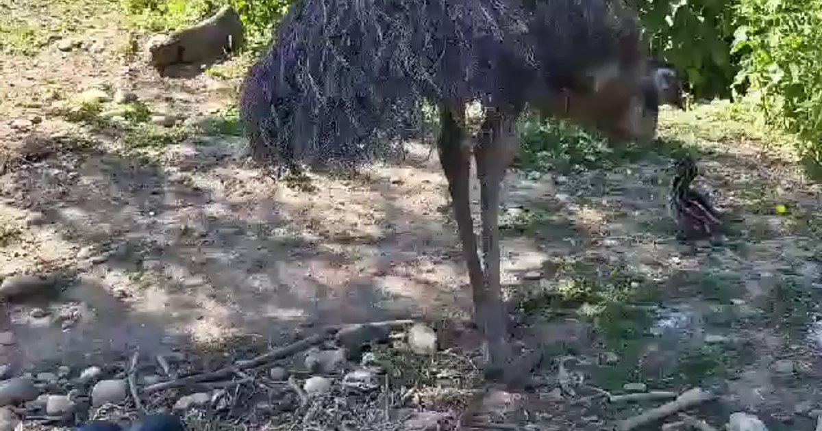 Vedeta unei loc magic din România. „Baby Emu”, a doua pasăre înaltă din ...