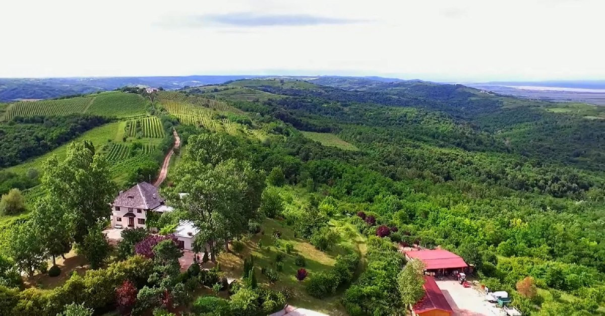 Orașul din România unde se află podgoria de pe vremea dacilor! Legenda ...
